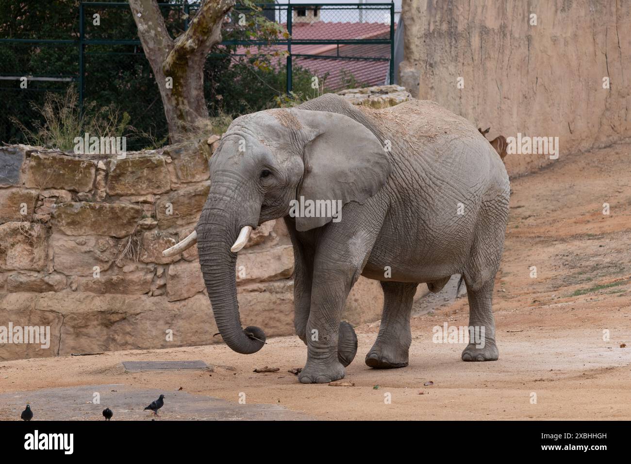The African bush elephant (Loxodonta africana) or African savanna ...