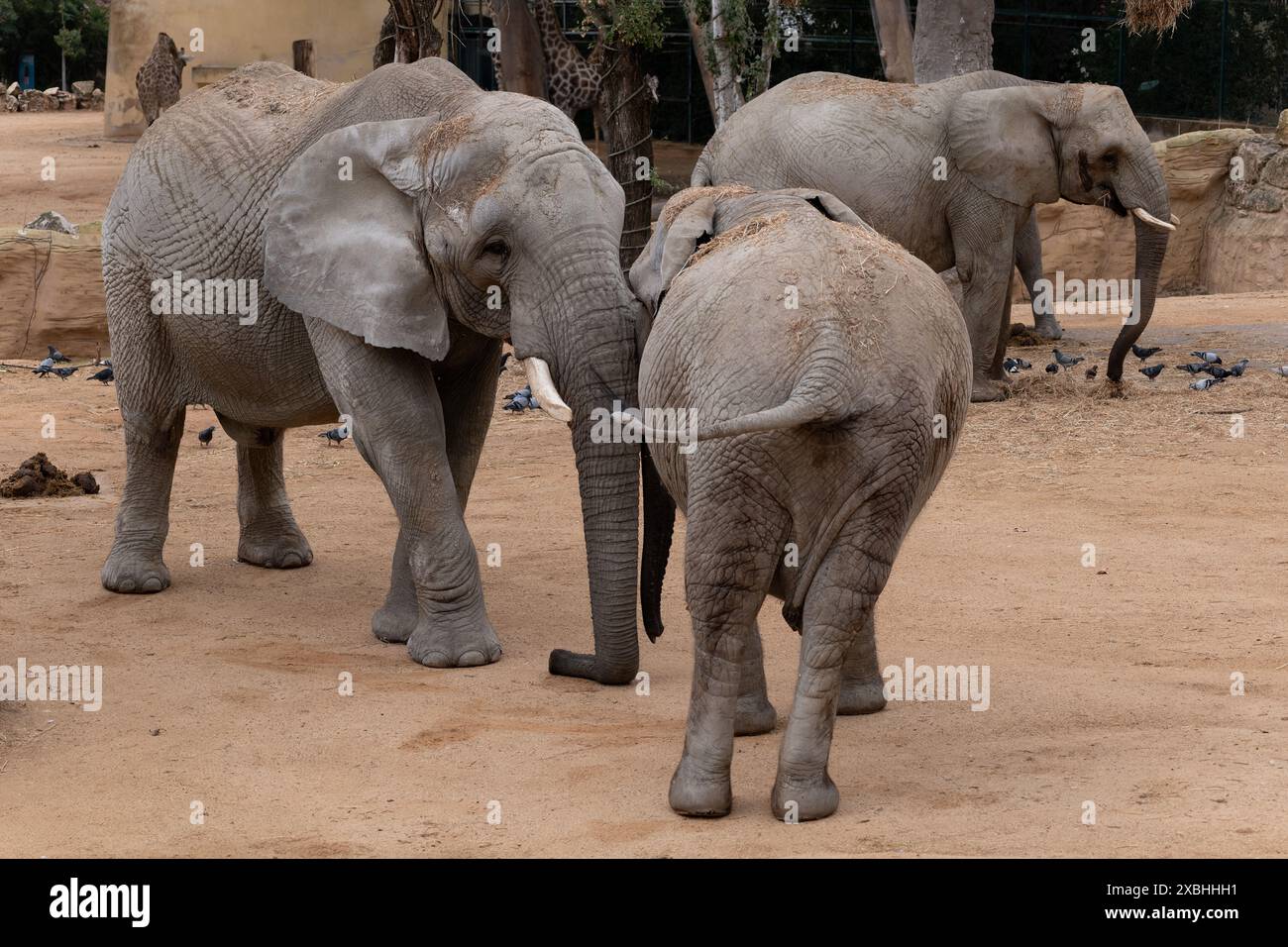 The African bush elephants (Loxodonta africana, African savanna ...