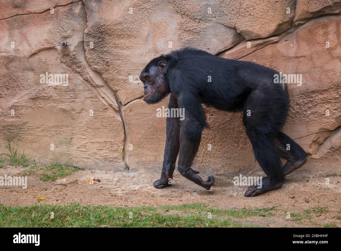 Ape family hominidae hi-res stock photography and images - Alamy