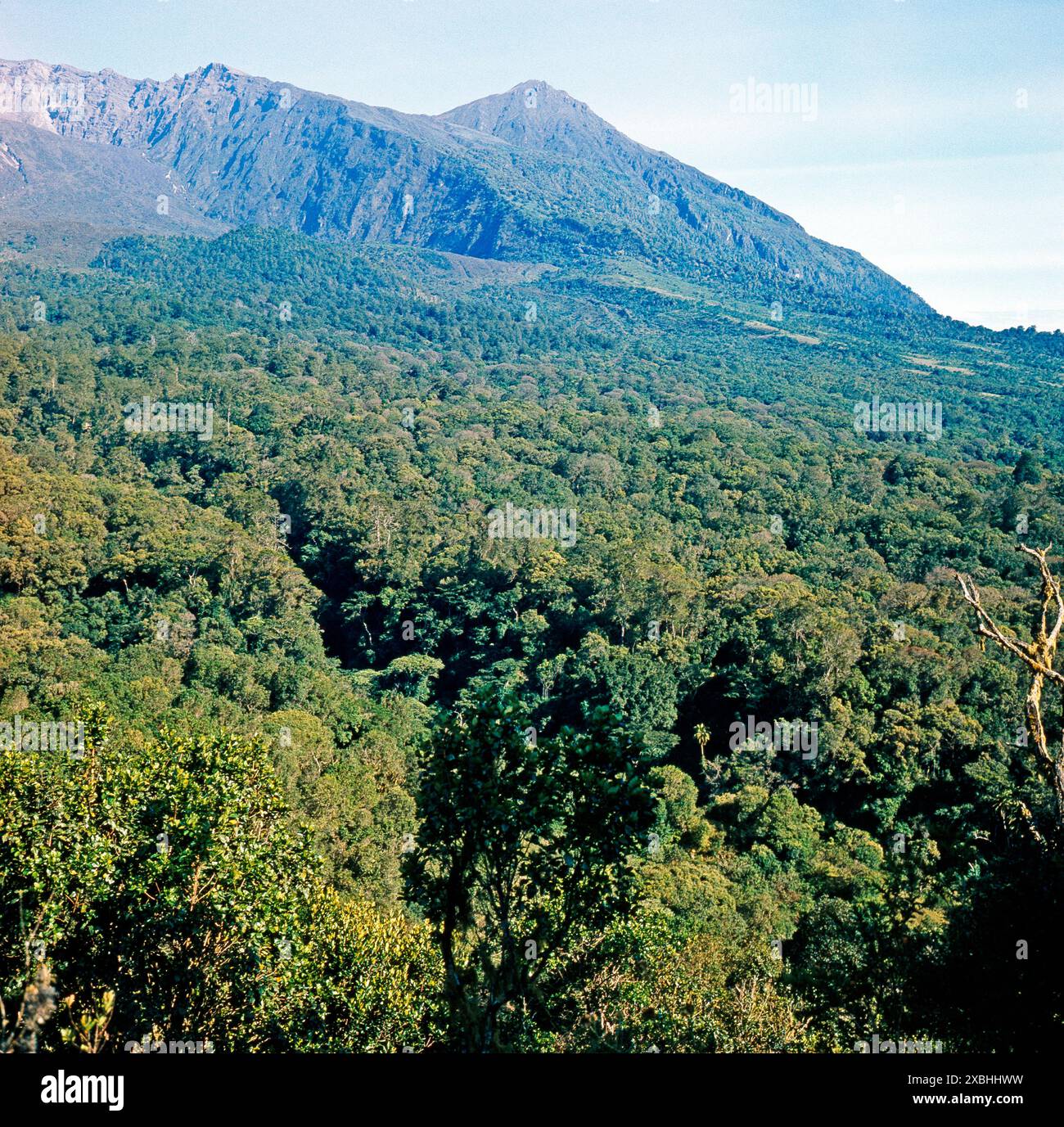 Regenwaldguertel hi-res stock photography and images - Alamy