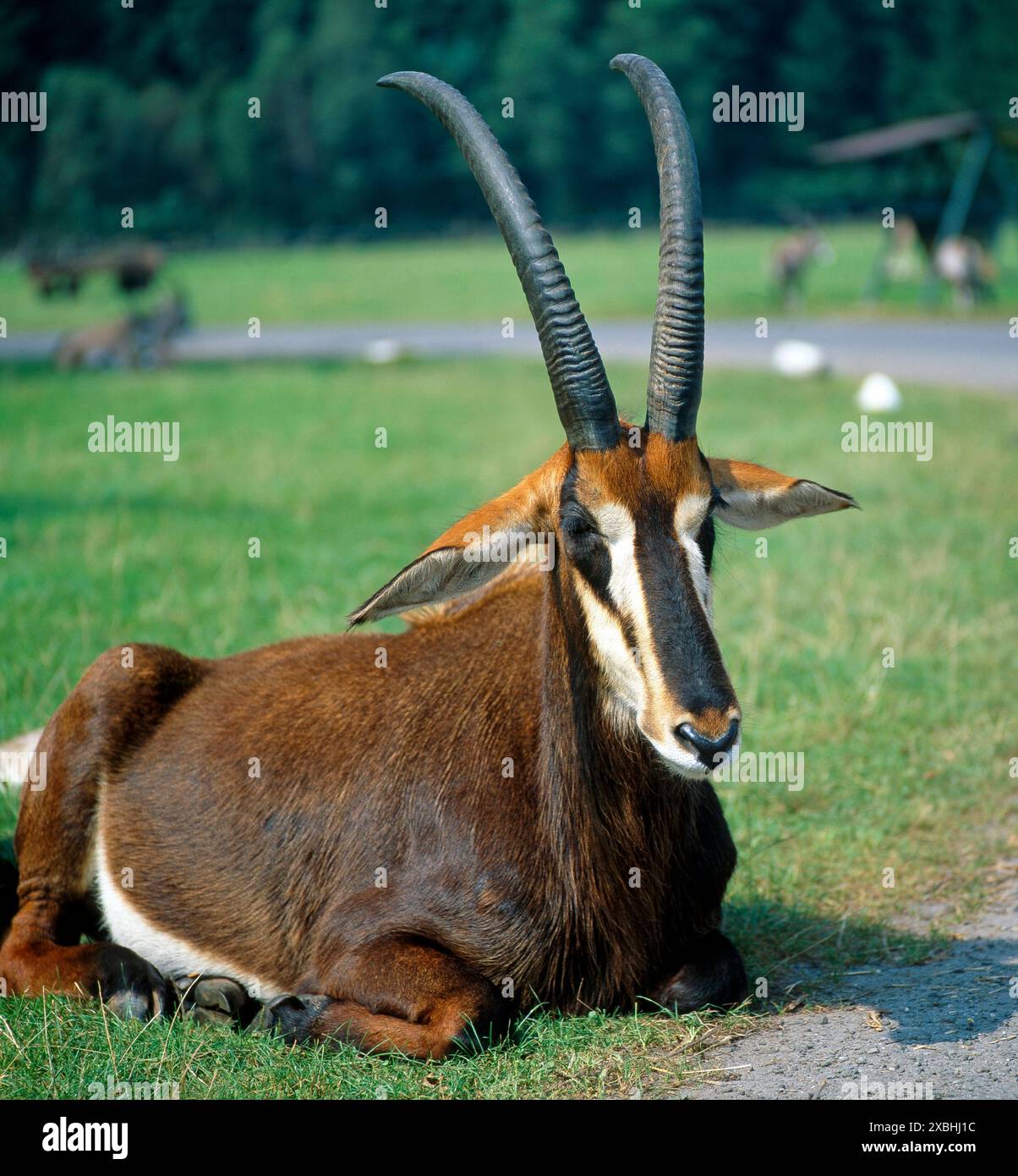 Herdenteiere hi-res stock photography and images - Alamy