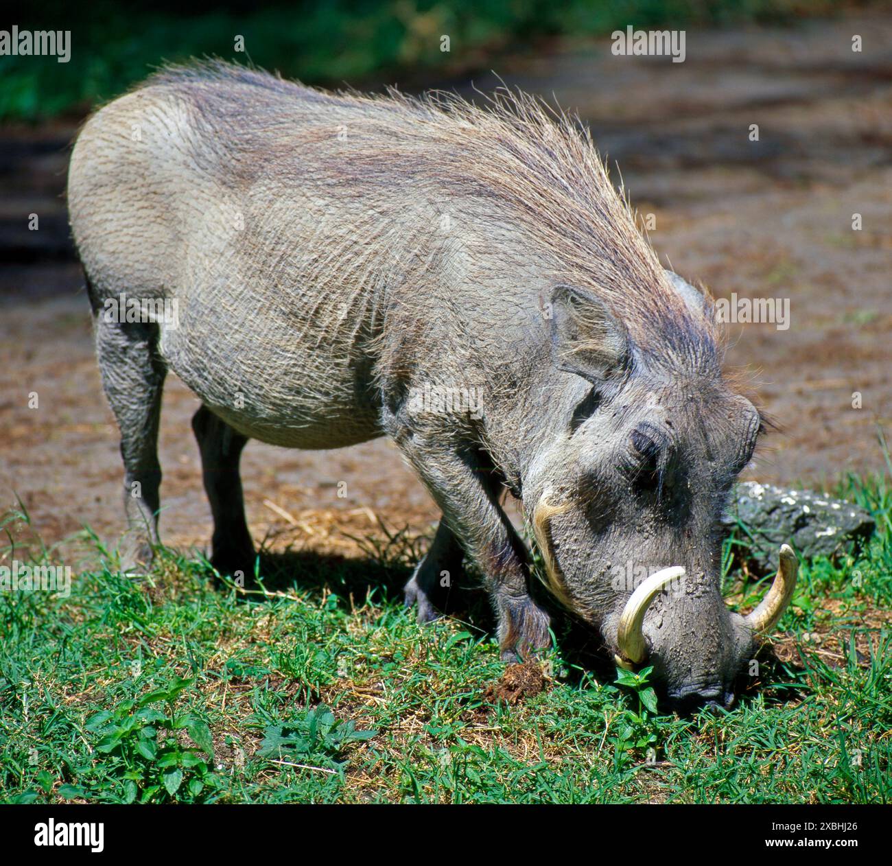 Mit warzen hi-res stock photography and images - Alamy