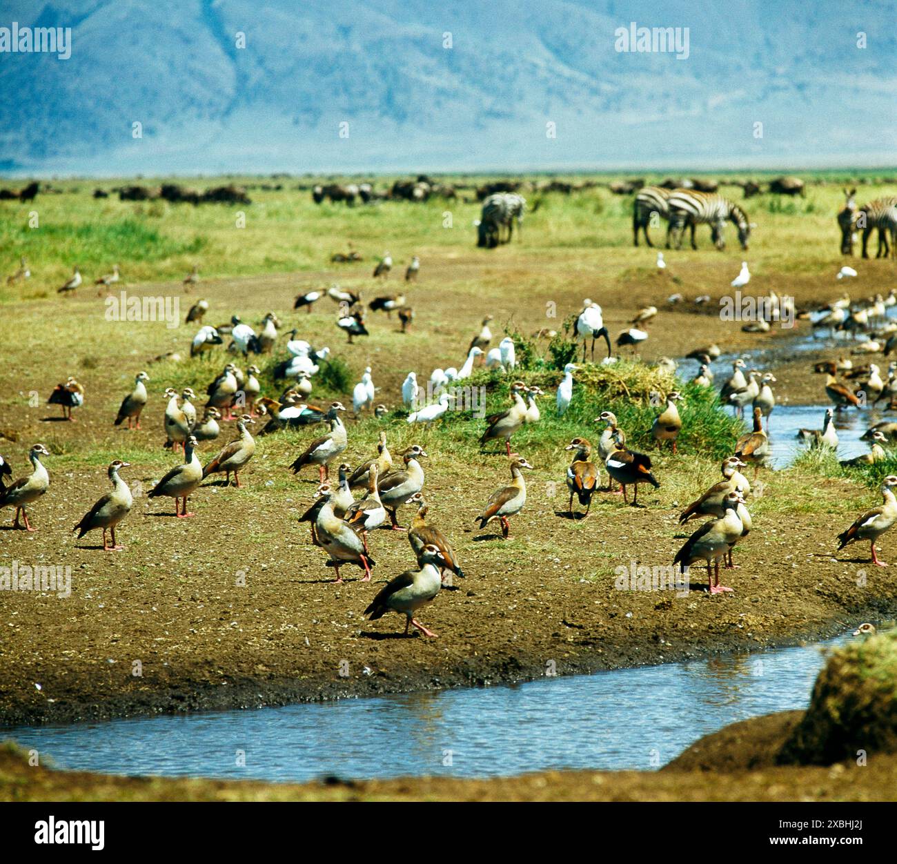 Species rich goose birds hi-res stock photography and images - Alamy
