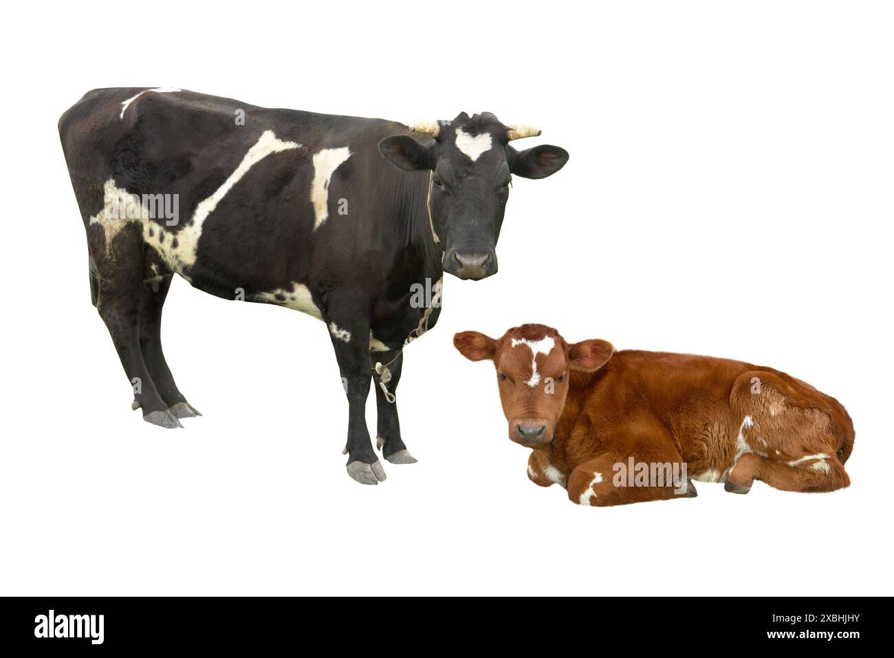 Male and female cattle Cut Out Stock Images & Pictures - Alamy