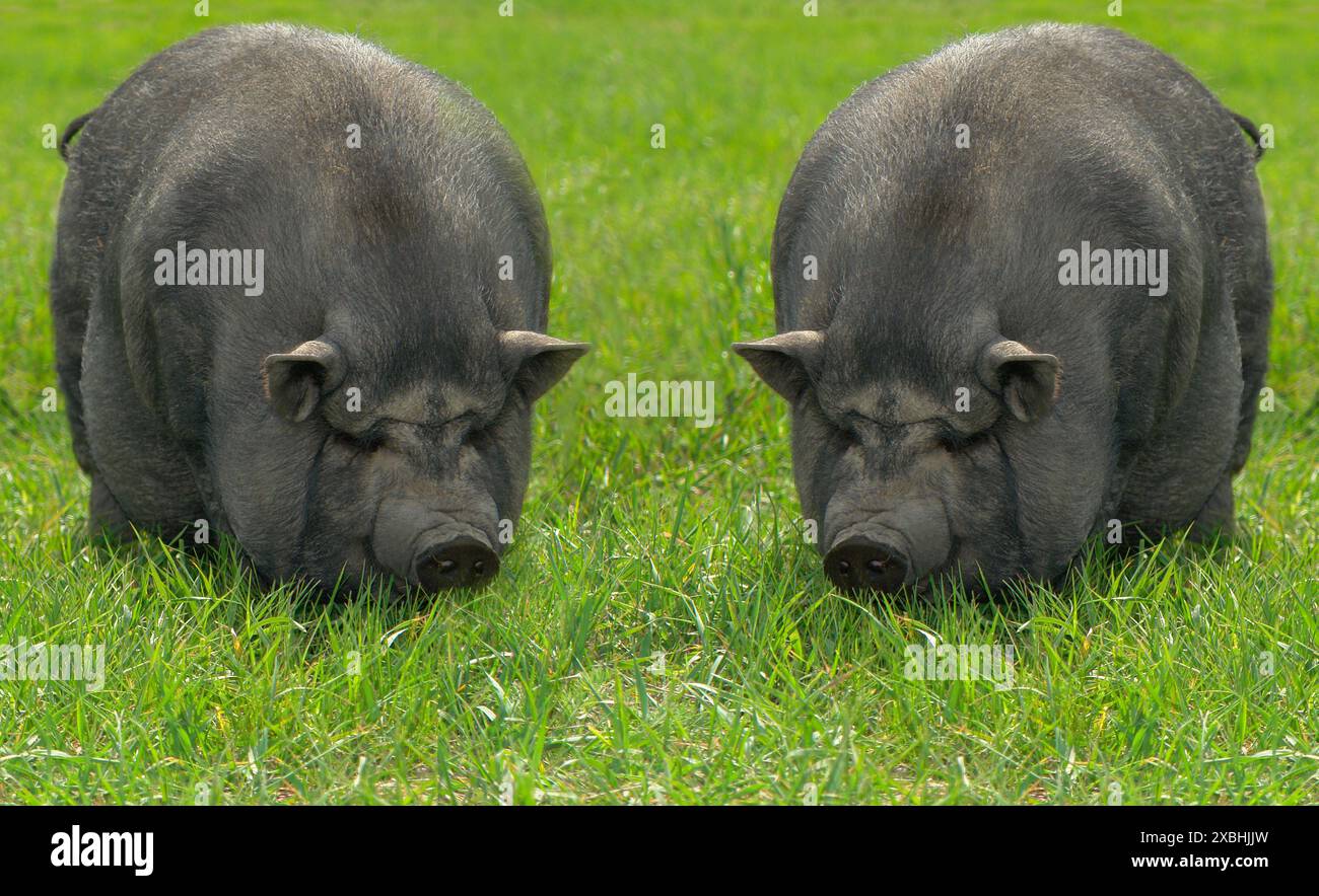 Old pig hi-res stock photography and images - Alamy