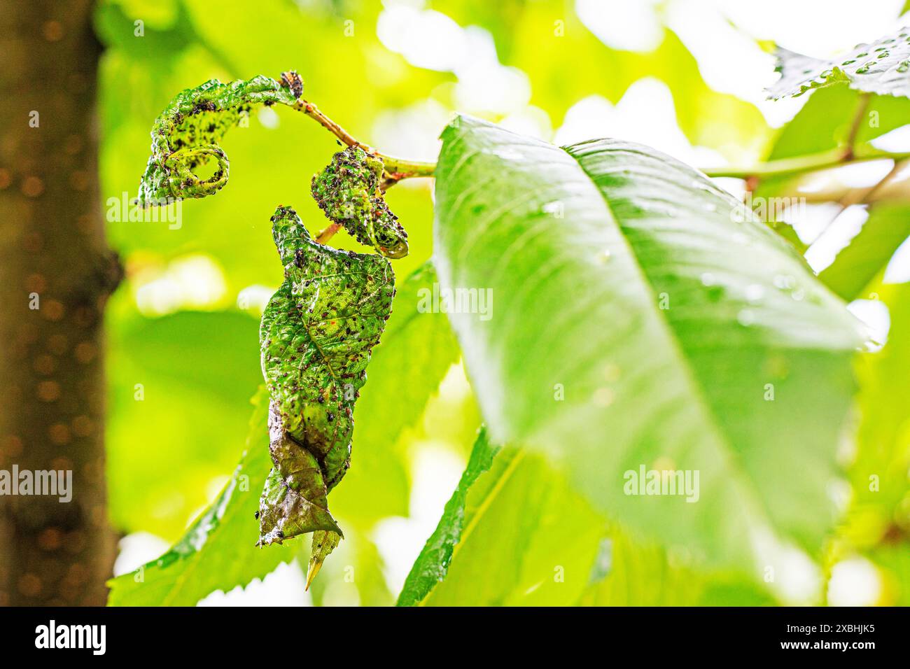 curled leaf of a fruit tree from aphids. Care and diseases of the ...