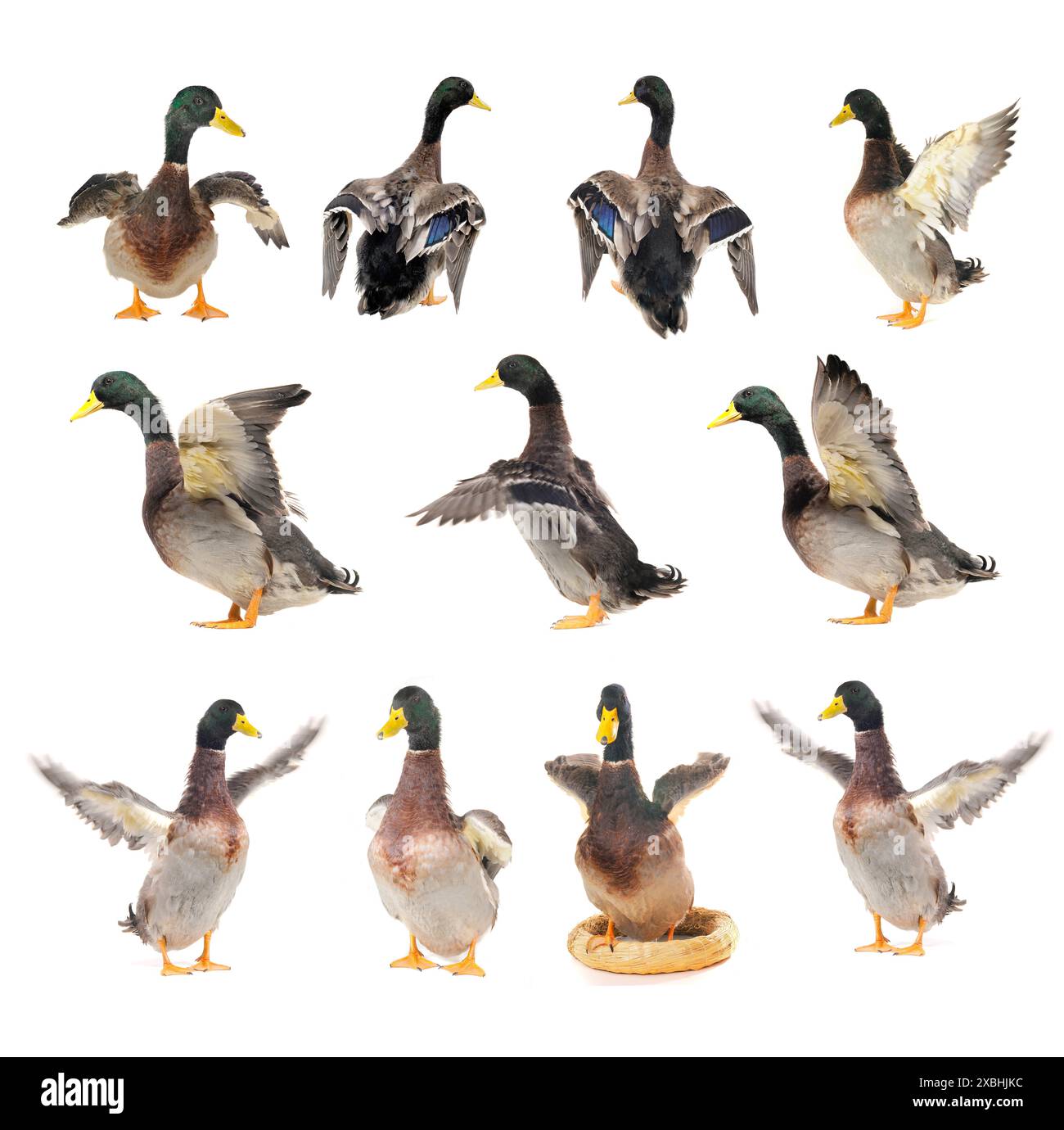 Wing movement Cut Out Stock Images & Pictures - Alamy