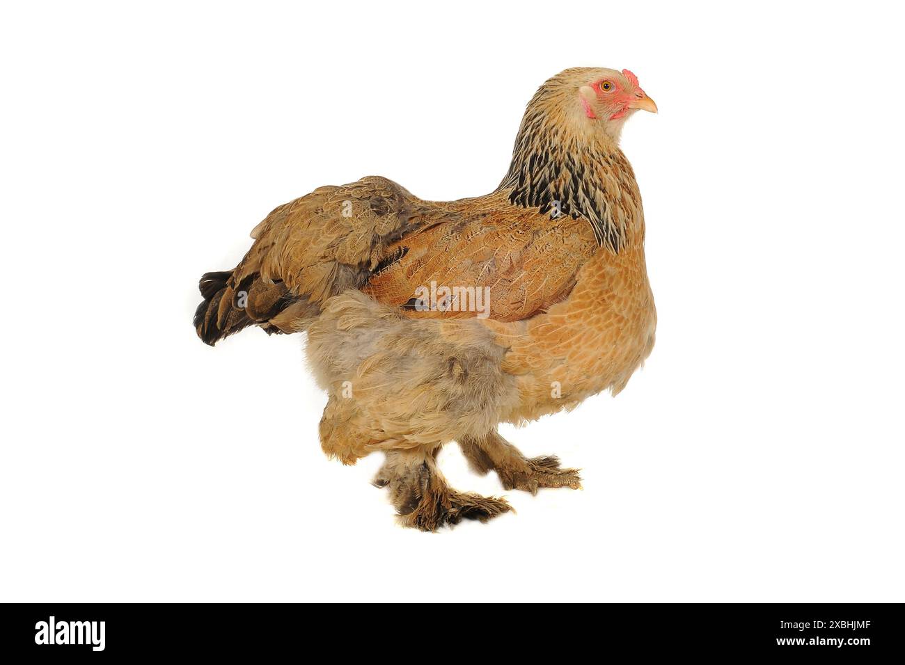 Thoroughbred hen hi-res stock photography and images - Alamy