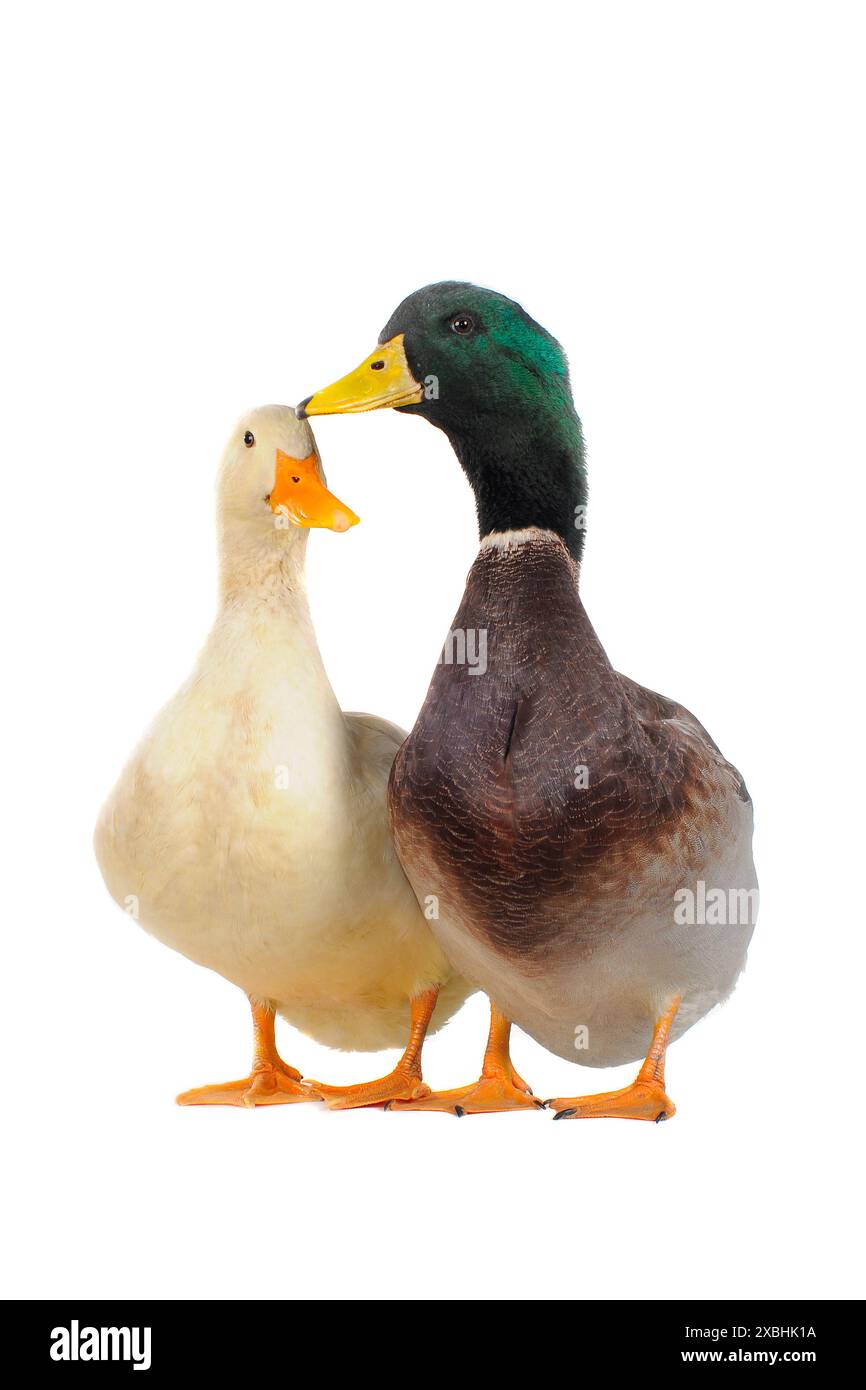 two duck on a white background Stock Photo - Alamy