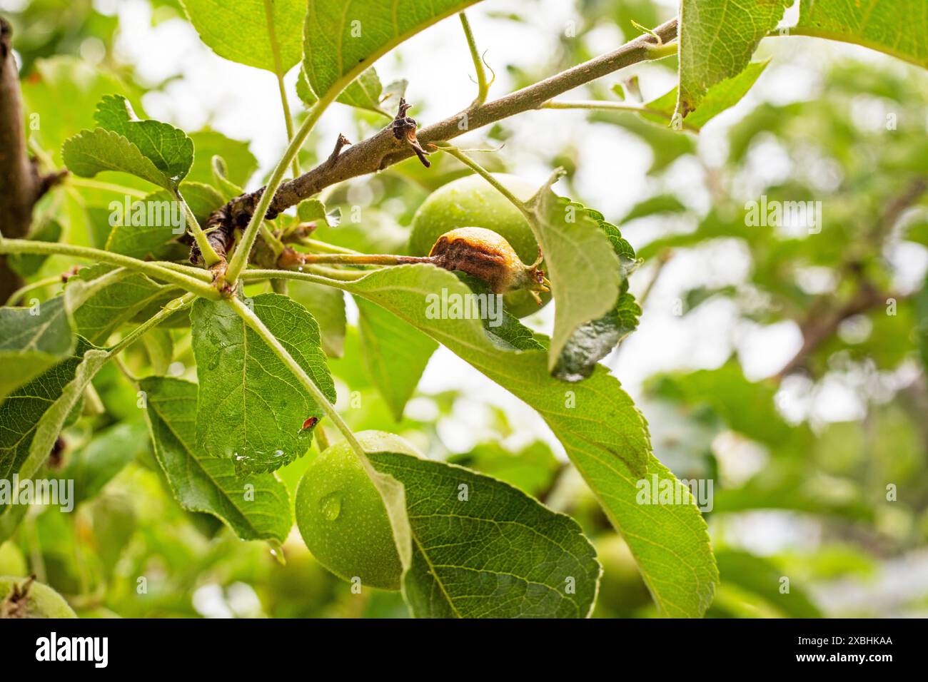 curled leaf of a fruit tree from aphids. Care and diseases of the ...