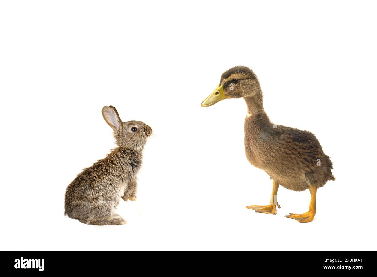 Rabbit duck hi-res stock photography and images - Alamy