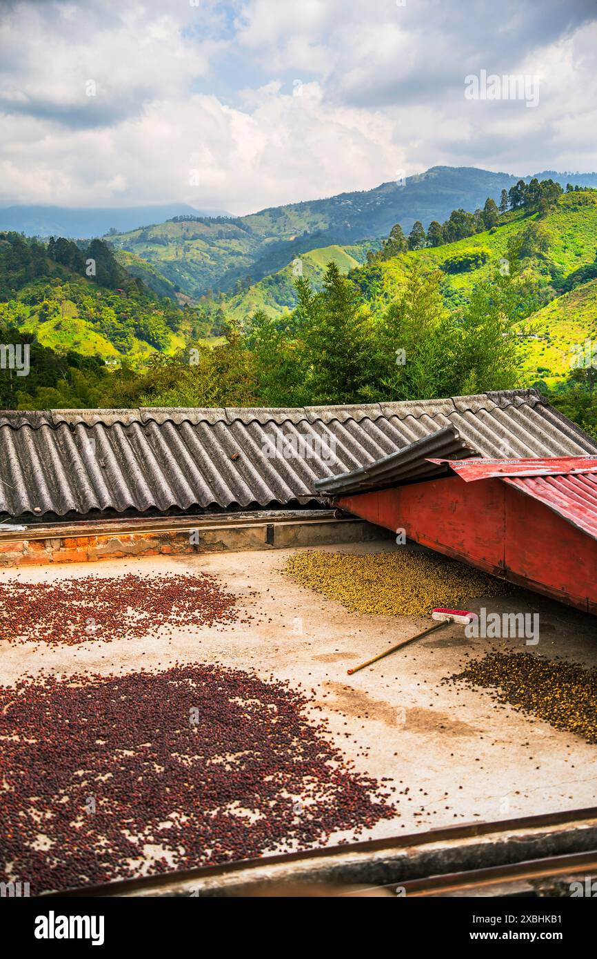 Coffee Plantation, Quindio, Colombia Stock Photo - Alamy