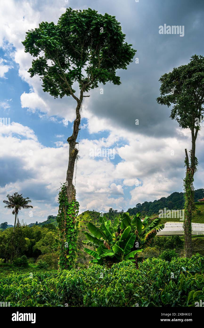 Coffee Plantation, Quindio, Colombia Stock Photo - Alamy