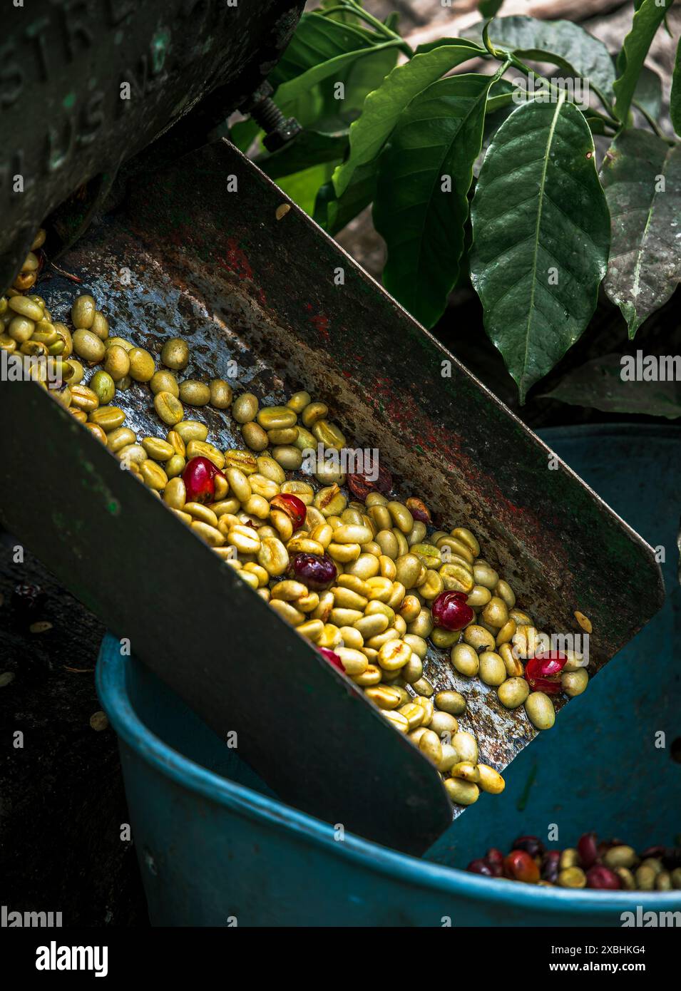 Coffee Plantation, Quindio, Colombia Stock Photo - Alamy