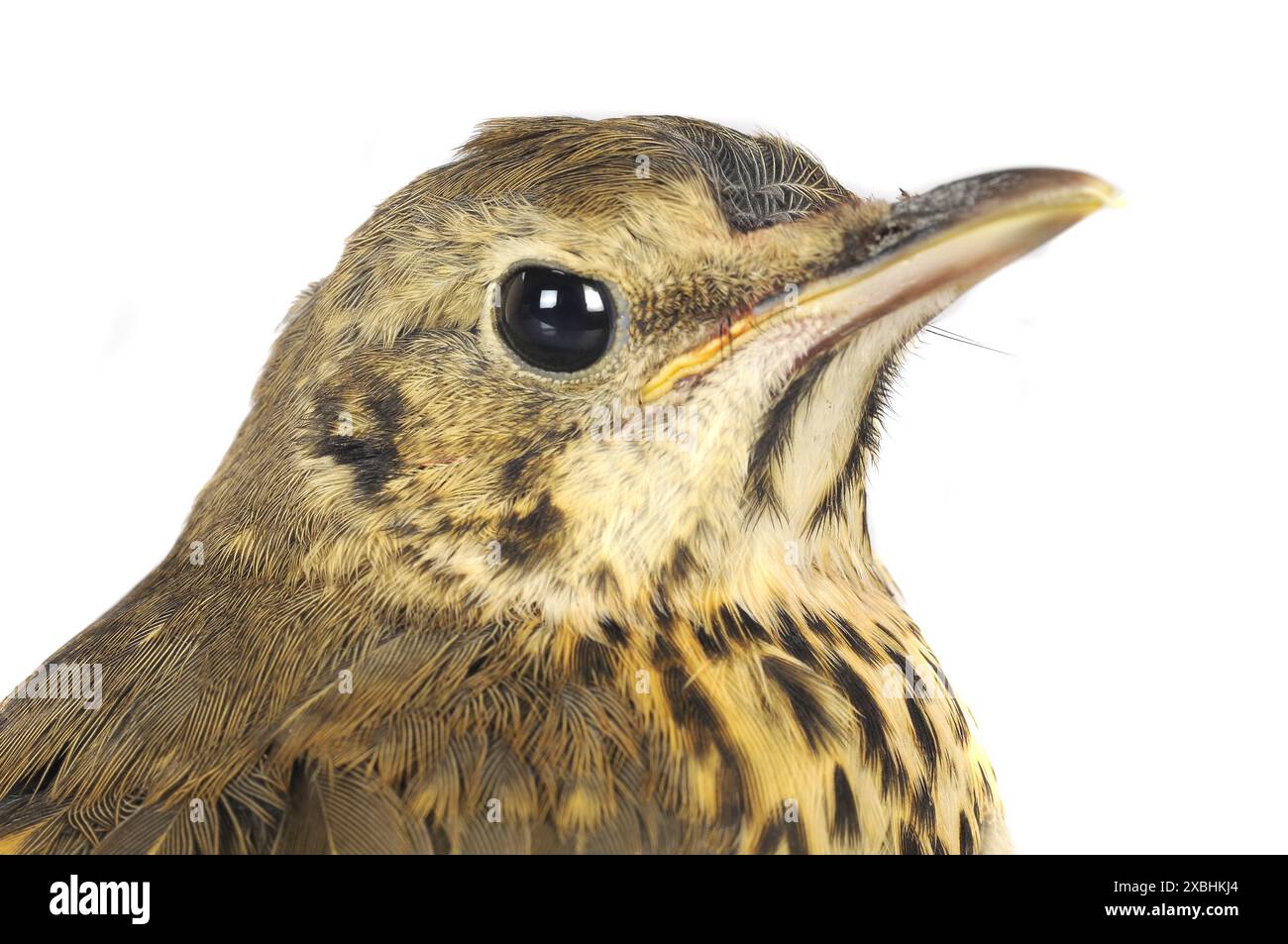 Portrait of thrush hi-res stock photography and images - Alamy