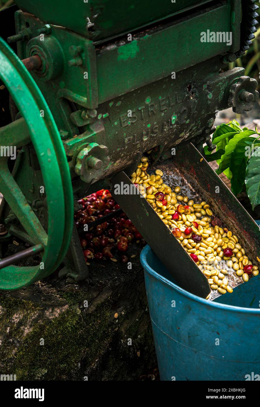 Coffee Plantation, Quindio, Colombia Stock Photo - Alamy