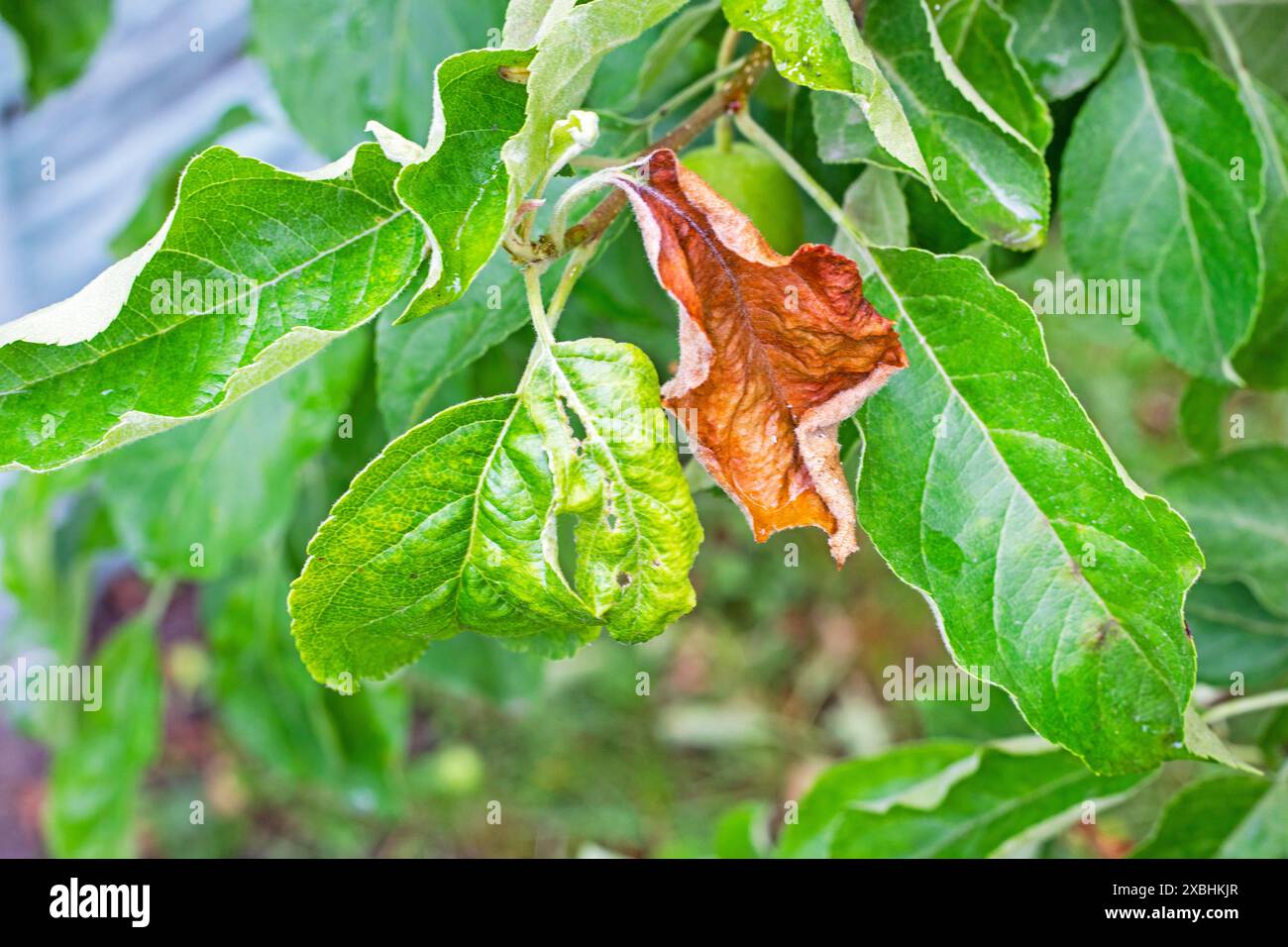 Plant disease control methods hi-res stock photography and images - Alamy