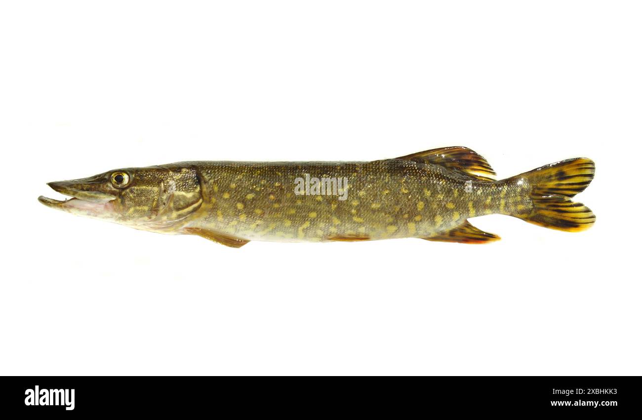 fish pike on white background Stock Photo - Alamy