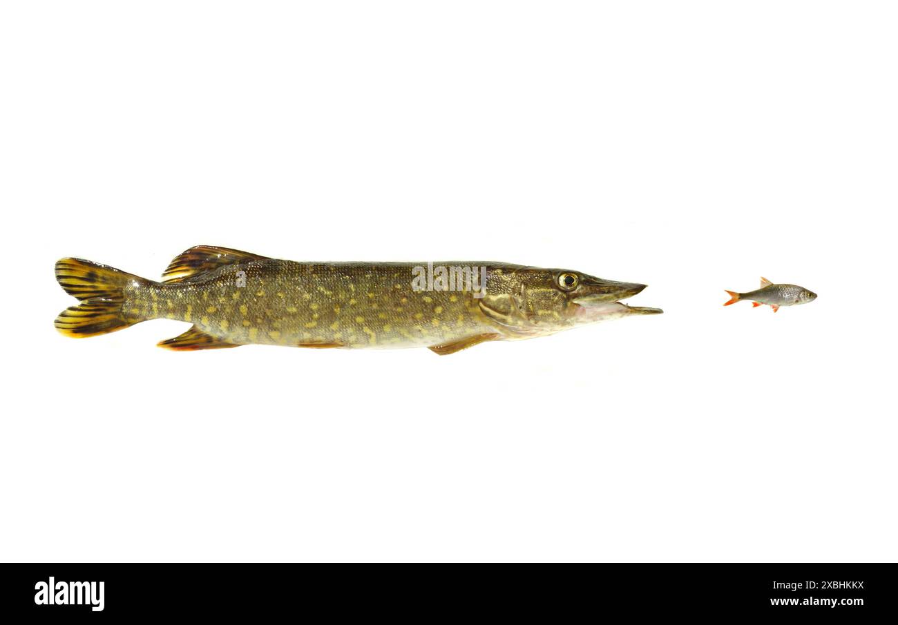 fish pike on white background Stock Photo - Alamy