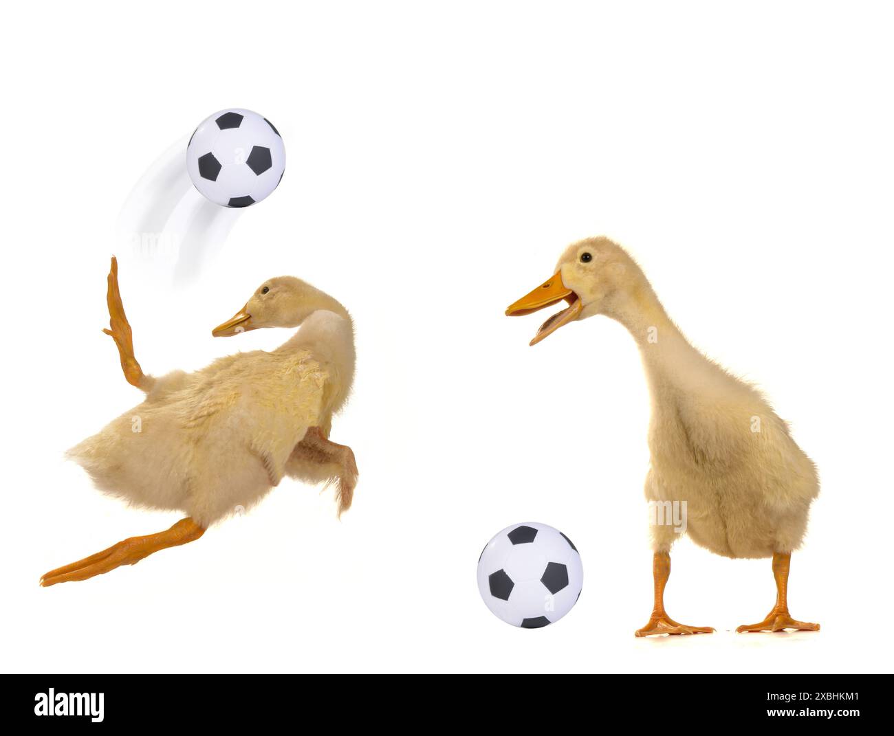 Ducks playing football on a white background Stock Photo - Alamy