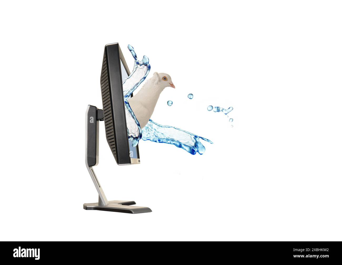 Pigeon in the monitor on a white background Stock Photo - Alamy