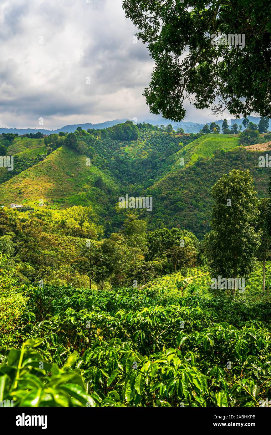 Coffee Plantation, Quindio, Colombia Stock Photo - Alamy