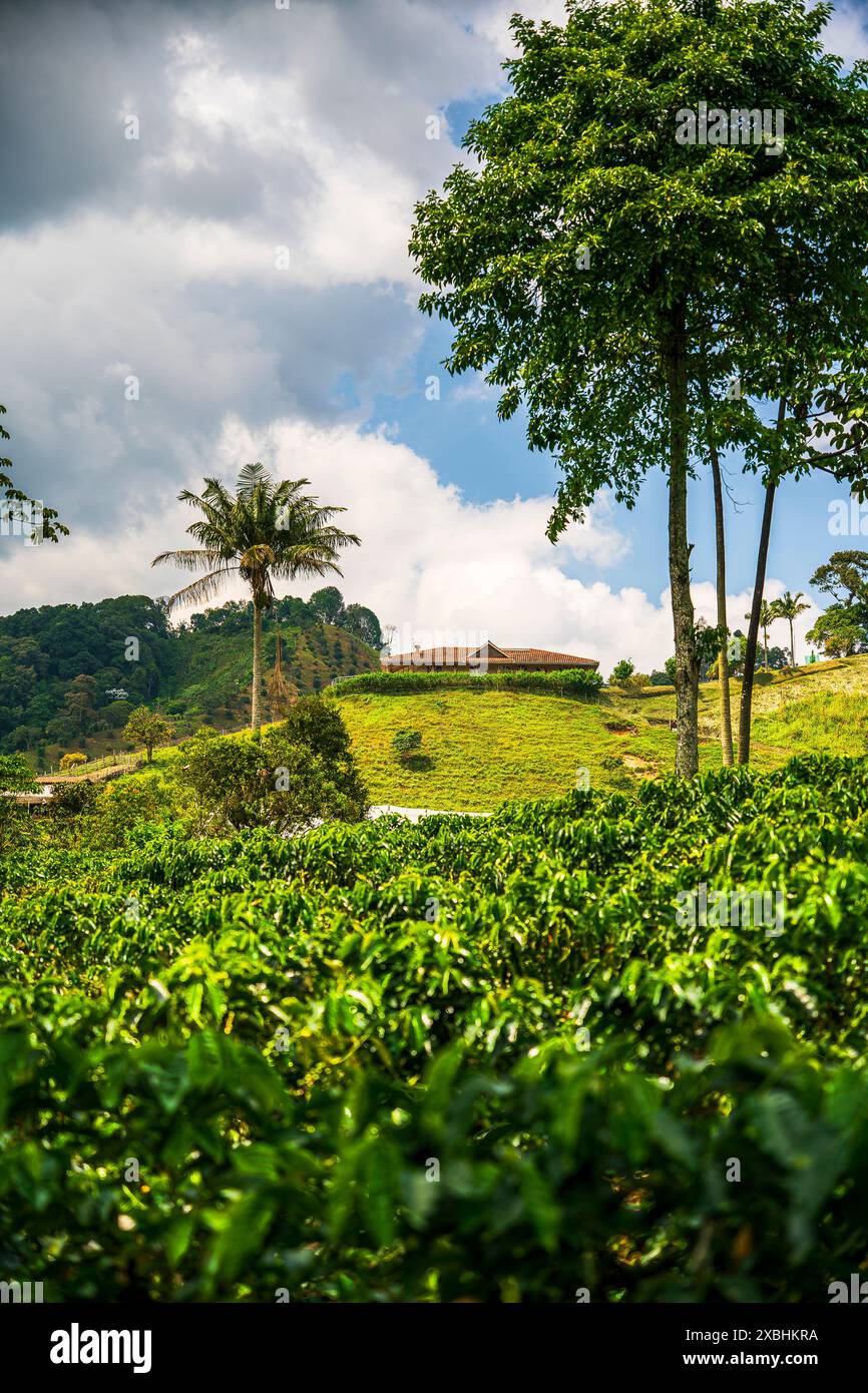 Coffee Plantation, Quindio, Colombia Stock Photo - Alamy