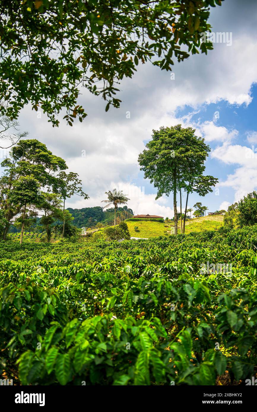 Coffee Plantation, Quindio, Colombia Stock Photo - Alamy