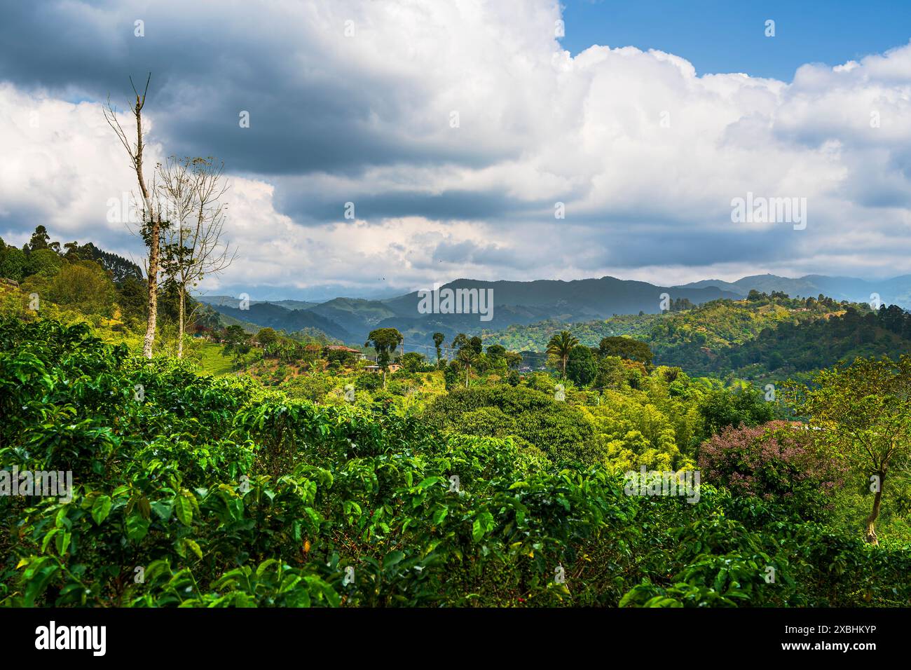 Coffee Plantation, Quindio, Colombia Stock Photo - Alamy