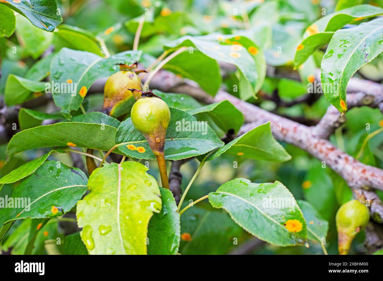 yellow rust spots on pear leaves with fruits. Garden disease and ...