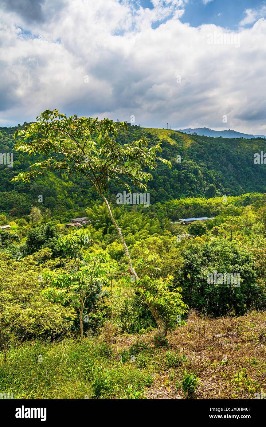 Coffee Plantation, Quindio, Colombia Stock Photo - Alamy