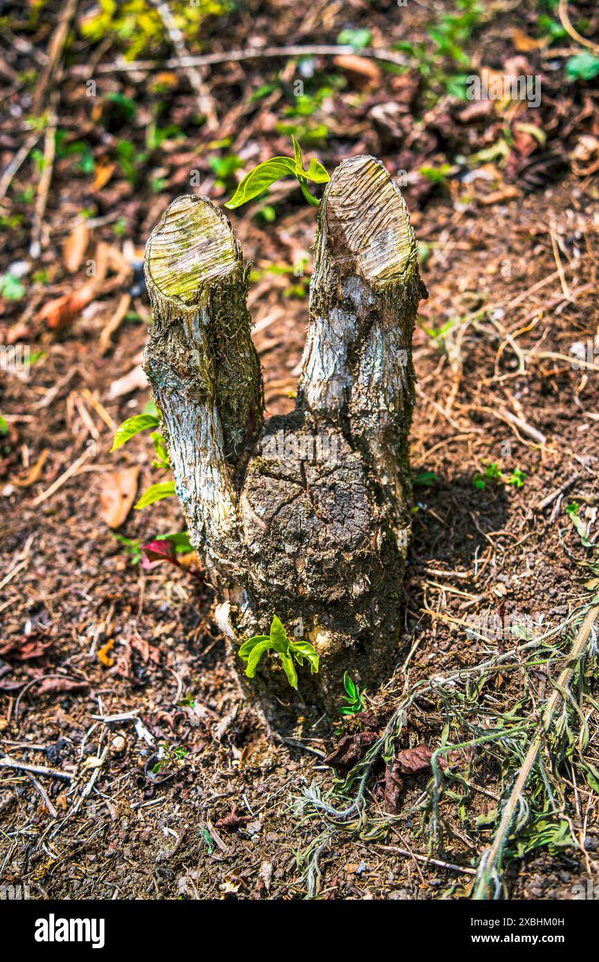 Coffee Plantation, Quindio, Colombia Stock Photo - Alamy