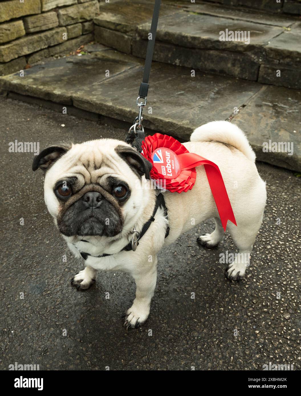 Dog labour rosette hi-res stock photography and images - Alamy