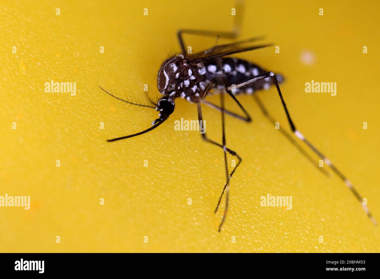 Close-up of died aedes dengue mosquito isolated on yellow background ...