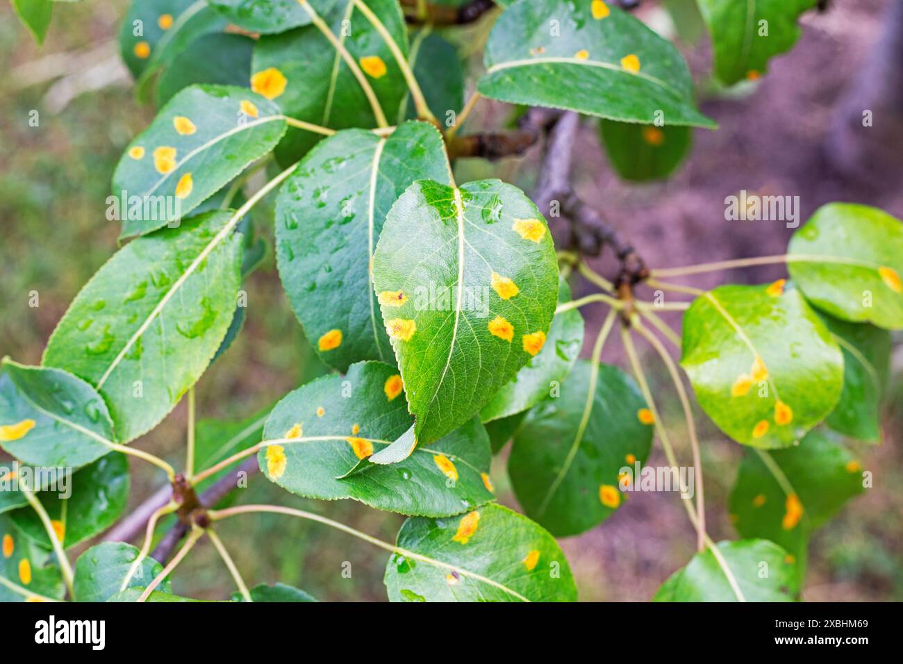 yellow rust spots on pear leaves. Garden disease and treatment Stock ...