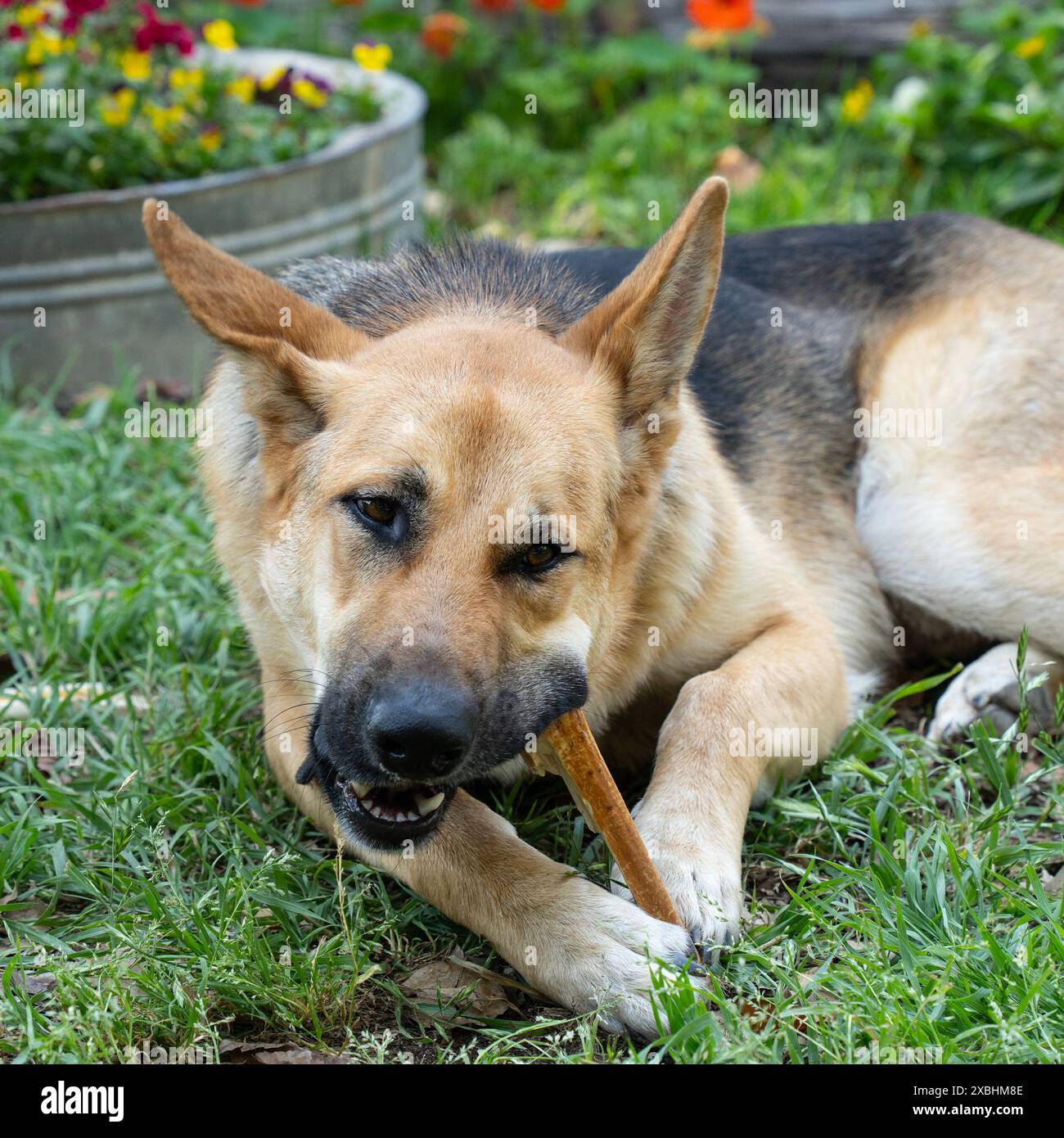 Gnawing on a bone hi-res stock photography and images - Alamy