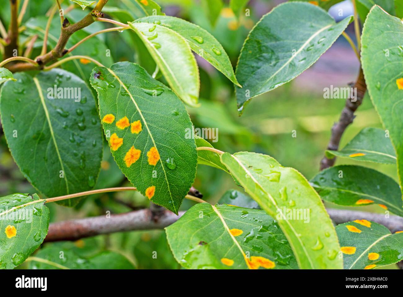 yellow rust spots on pear leaves. Garden disease and treatment Stock ...