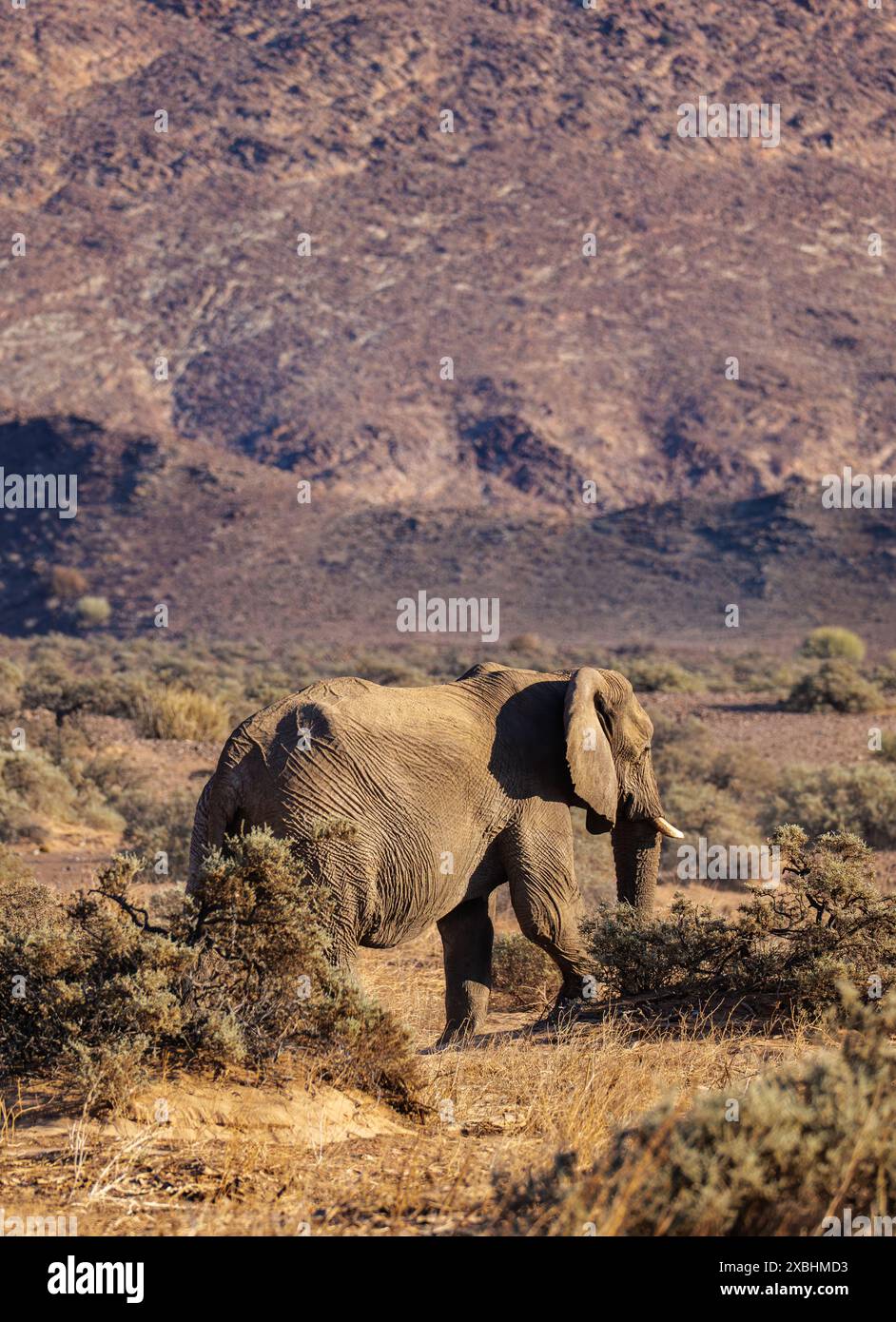 Mali wildlife hi-res stock photography and images - Alamy