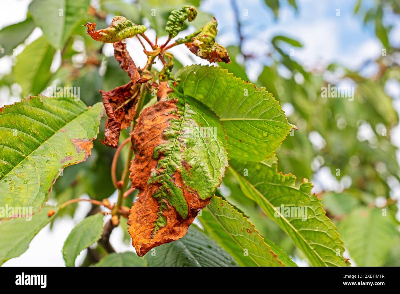 disease of leaves and trunks of fruit trees, aphids and their control ...