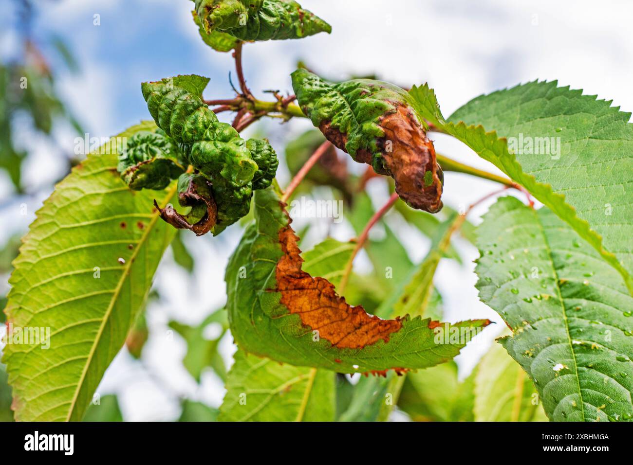 disease of leaves and trunks of fruit trees, aphids and their control ...