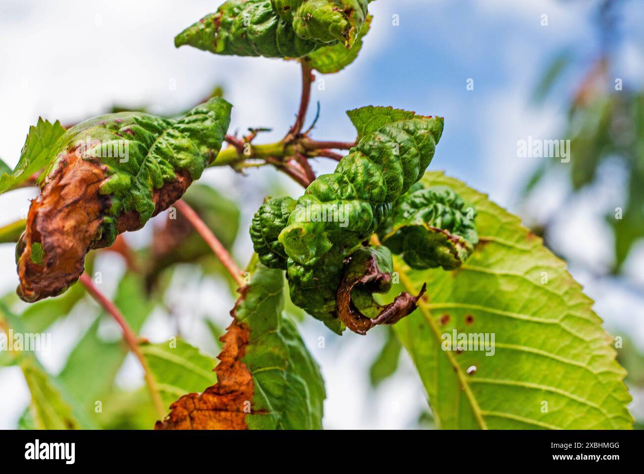 Tree disease diagnosis hi-res stock photography and images - Alamy