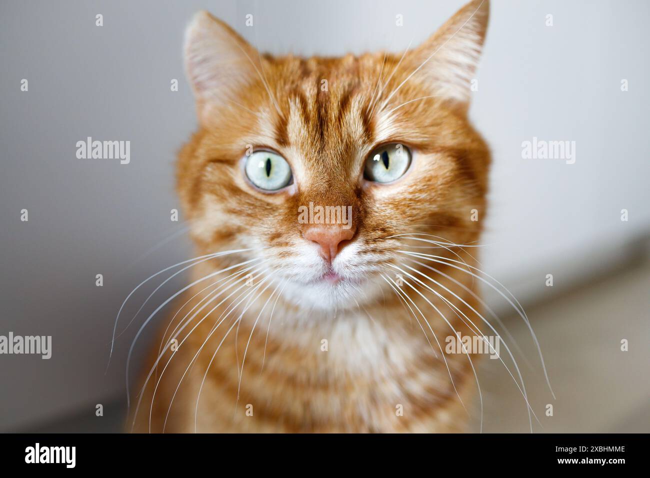 Funny ginger cat hi-res stock photography and images - Alamy