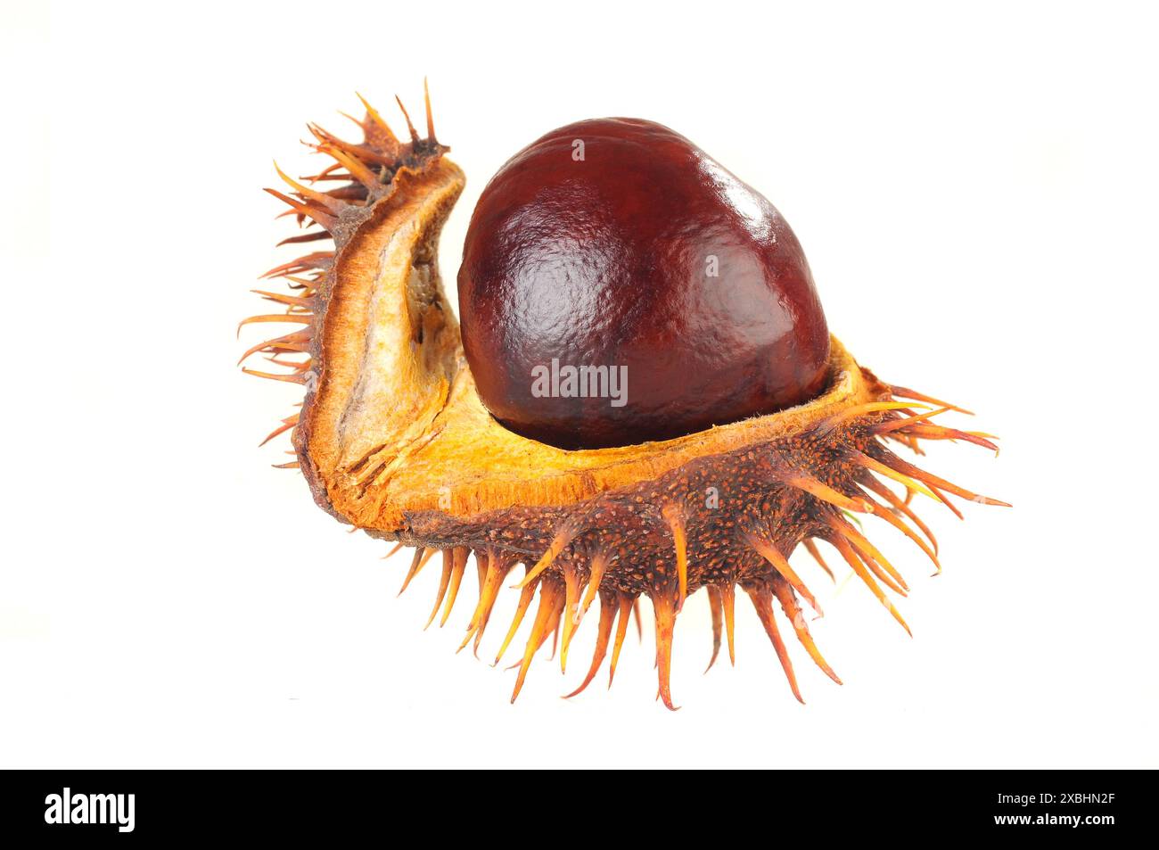 chestnuts isolated on a white background Stock Photo - Alamy
