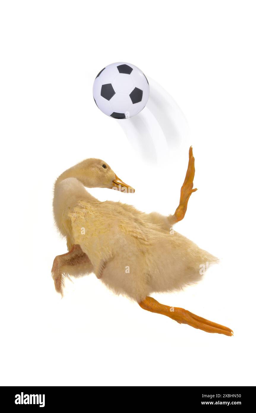Duck playing football on a white background Stock Photo - Alamy