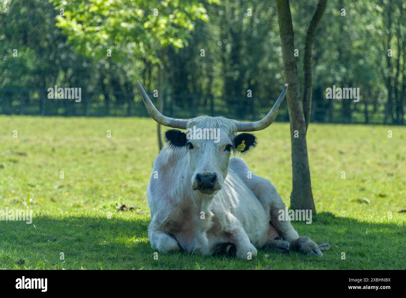 Rare breed White Vaynol horned cow part of an animal conservation ...