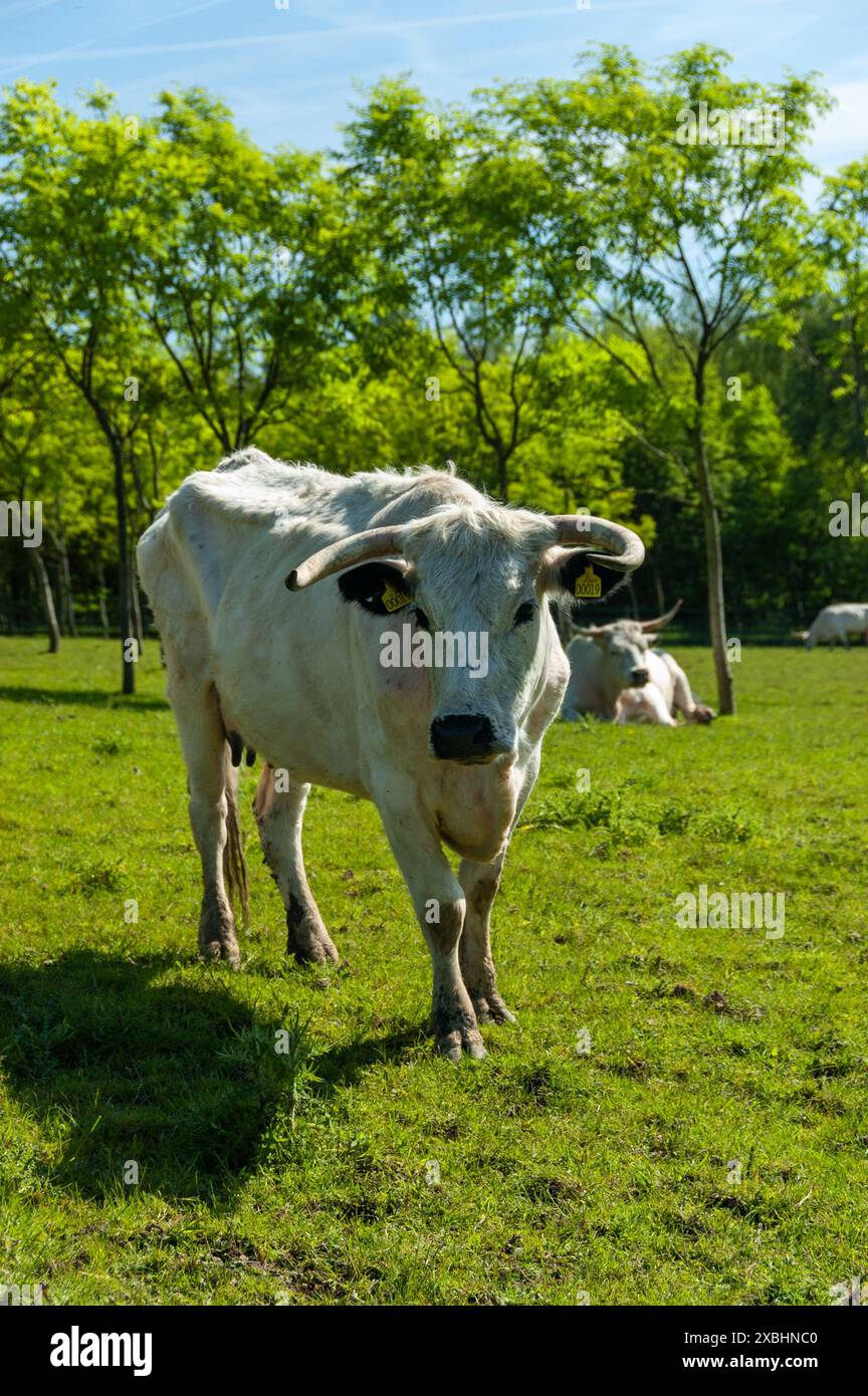Rare breed White Vaynol horned cattle part of an animal conservation ...