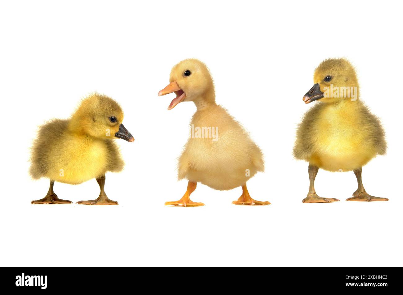 Baby goose Cut Out Stock Images & Pictures - Alamy