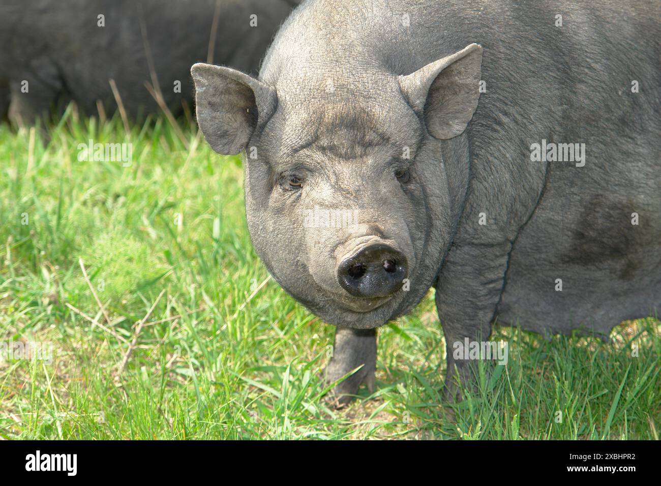 Old pig hi-res stock photography and images - Alamy