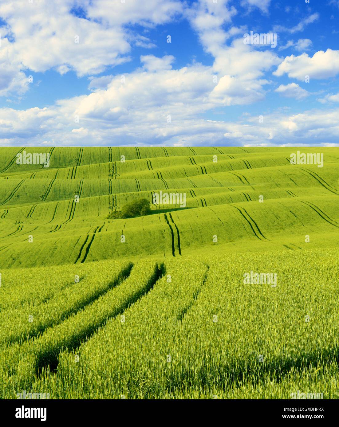 Green field with a tree Stock Photo - Alamy
