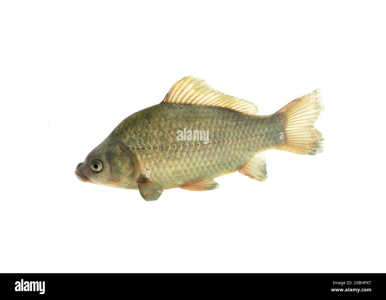 European carp hi-res stock photography and images - Alamy